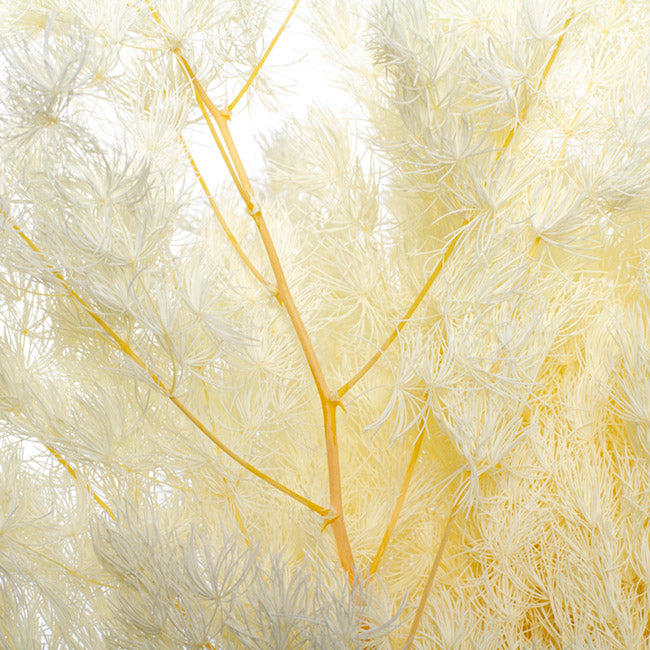 Preserved Dried Ming Fern Bunch - White – Feather.com.au