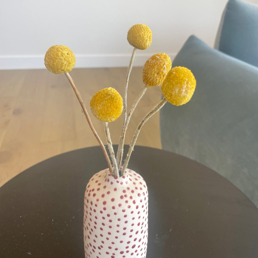 Australian Native Natural Dried Craspedia Billy Button Flower Stems x ...