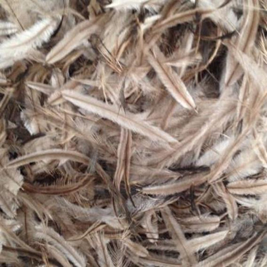 Emu Feathers | Shop Feathers Online at Wholesale Prices | Feather.com.au