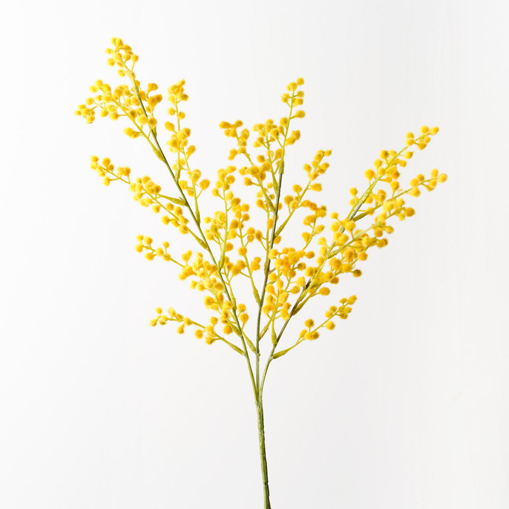 Australian Native Mimosa Wattle Blossom Flower Spray - Yellow – Feather ...