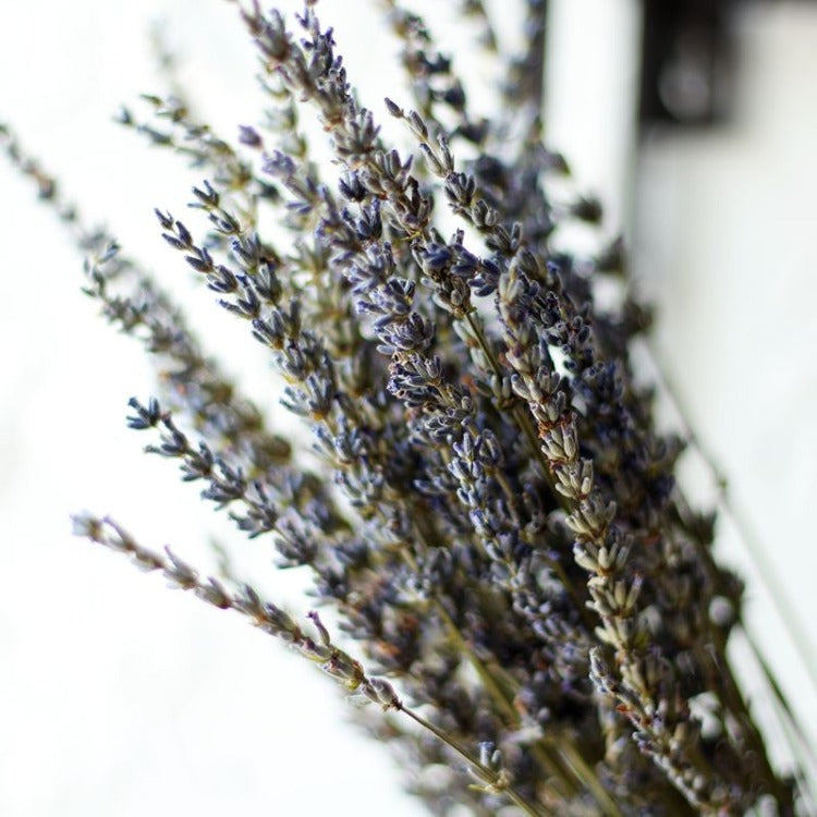 Natural Dried Australian Lavender Flower Stem Bunch – Feather.com.au