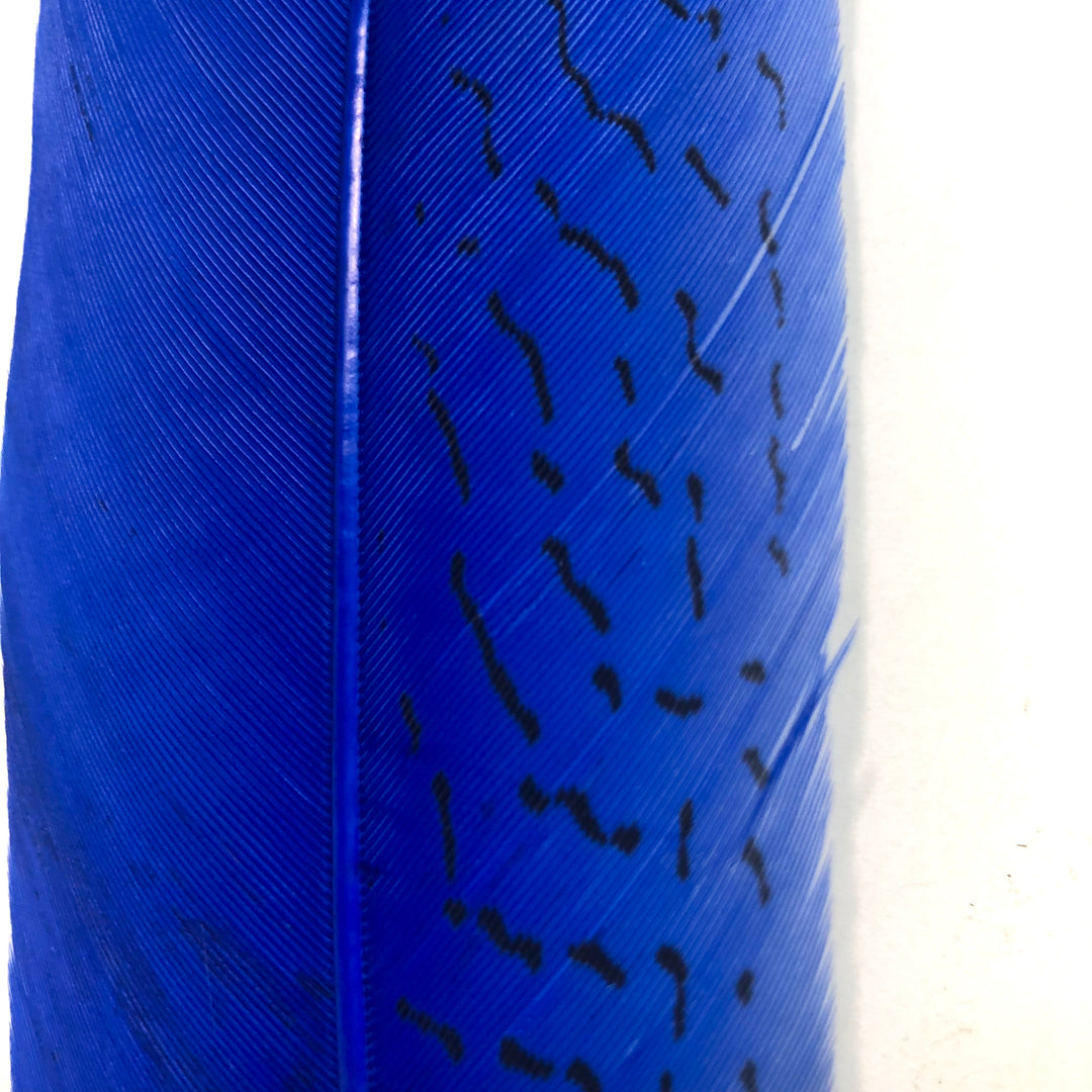 20" To 30" Silver Pheasant Tail Feather - Royal Blue ((SECONDS ...