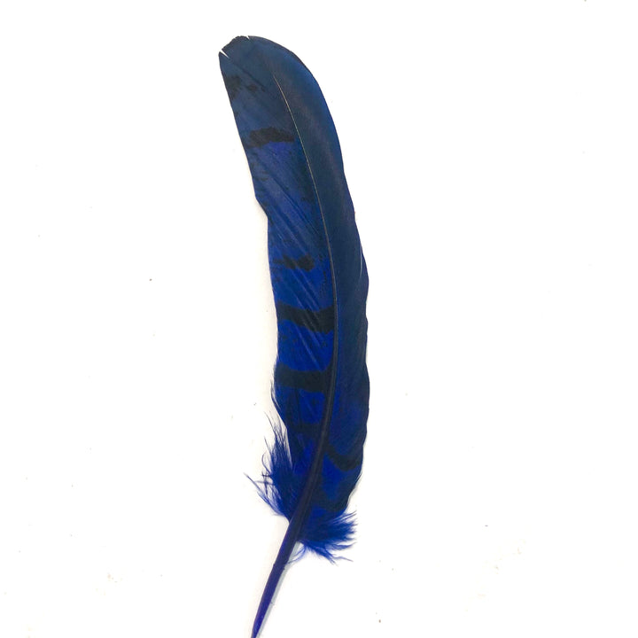 Under 6" Reeves Pheasant Tail Feather x 10 pcs - Royal Blue – Feather ...