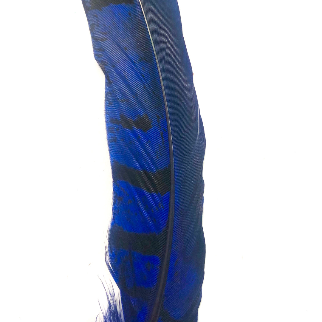 Under 6" Reeves Pheasant Tail Feather x 10 pcs - Royal Blue – Feather ...
