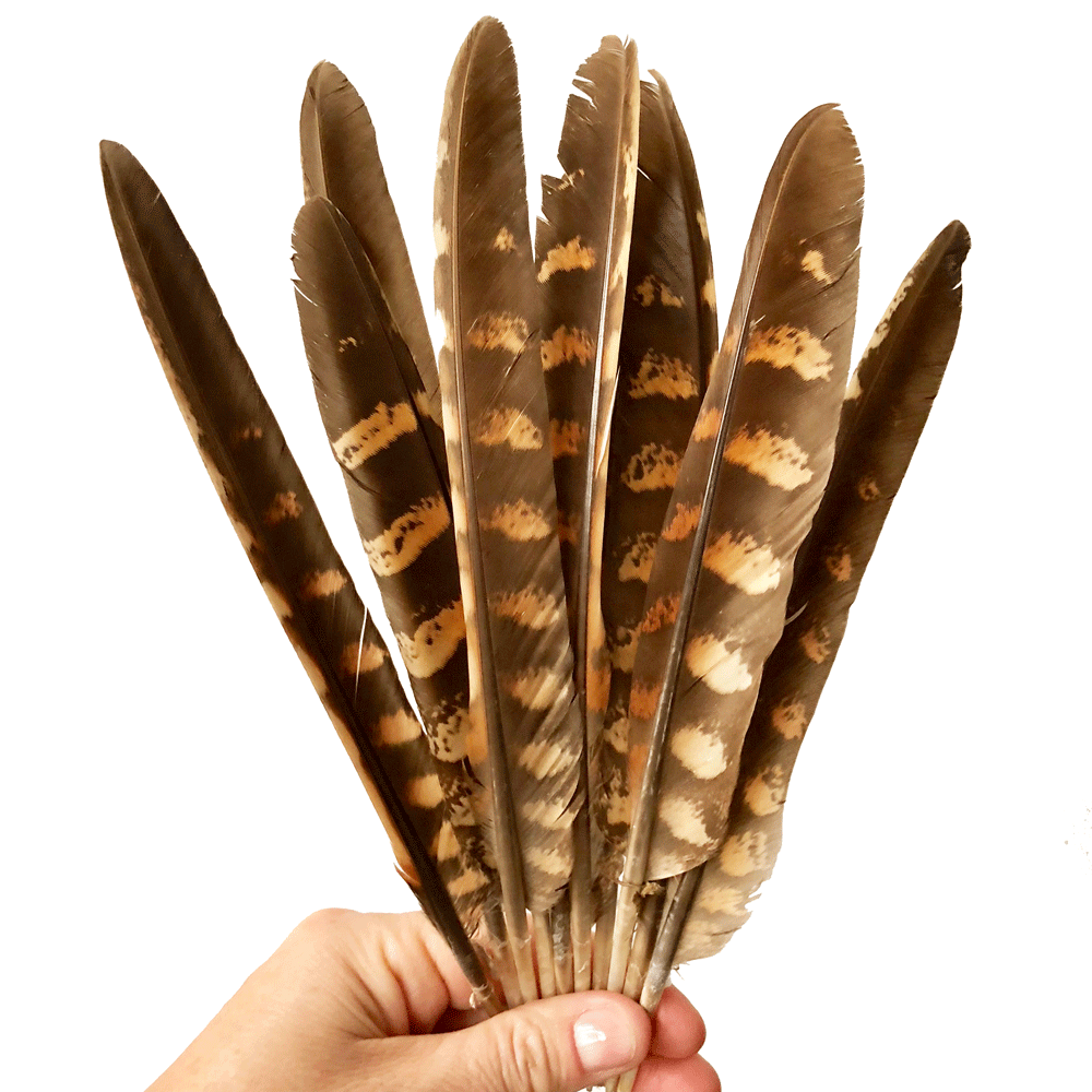 Natural Amherst Pheasant Wing Feathers x 10 pcs – Feather.com.au