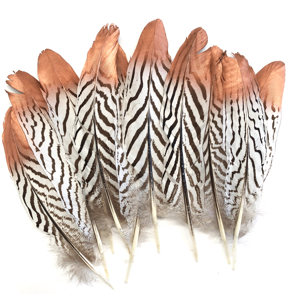 Natural Silver Pheasant Amond Tail Feathers x 10 pcs - Copper Tipped ...