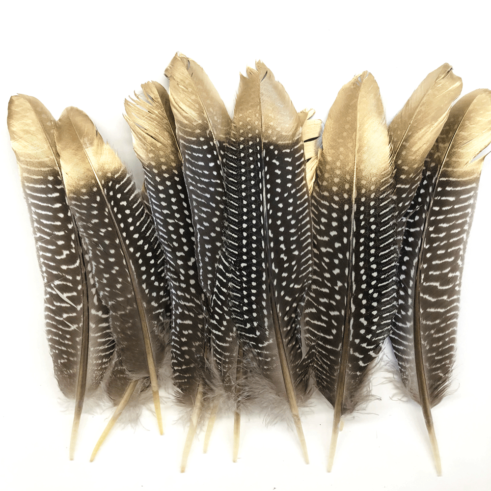 Natural Guinea Fowl Wing Feathers x 10 pcs - Gold Tipped – Feather.com.au