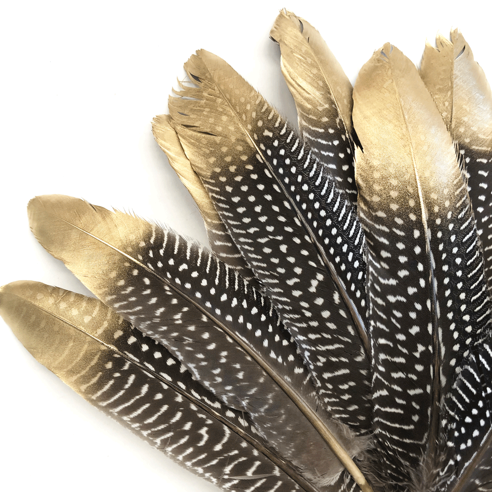 Natural Guinea Fowl Wing Feathers x 10 pcs - Gold Tipped – Feather.com.au