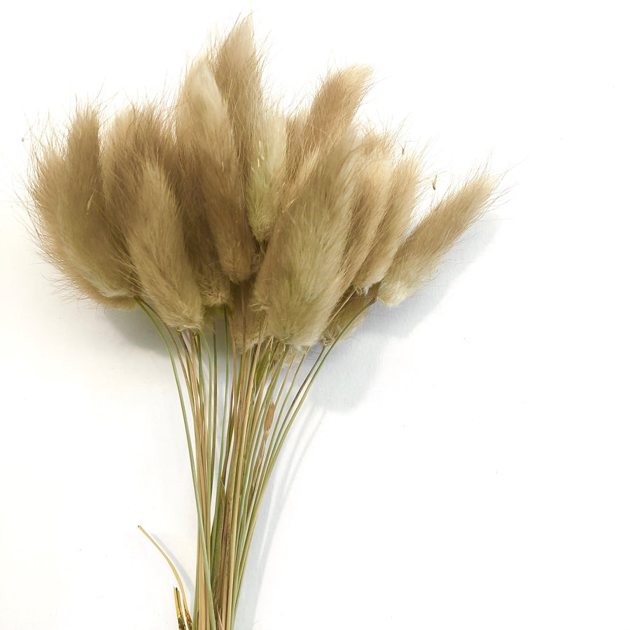 Natural Dried Rabbit Tail Grass Flower Stem Bunch - Primary Brown ((BU ...