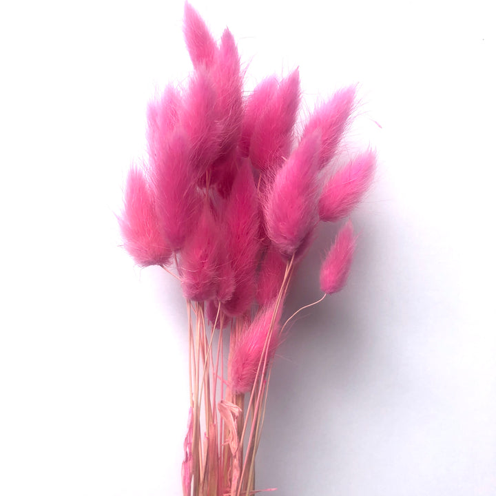 Natural Dried Rabbit Tail Grass Flower Stem Bunch - Hot Pink – Feather ...
