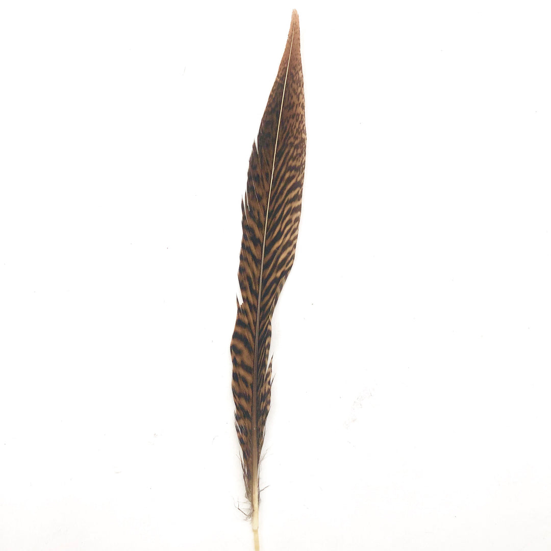 6" to 10" Golden Pheasant Side Tail Feather x 10 pcs - Natural ...
