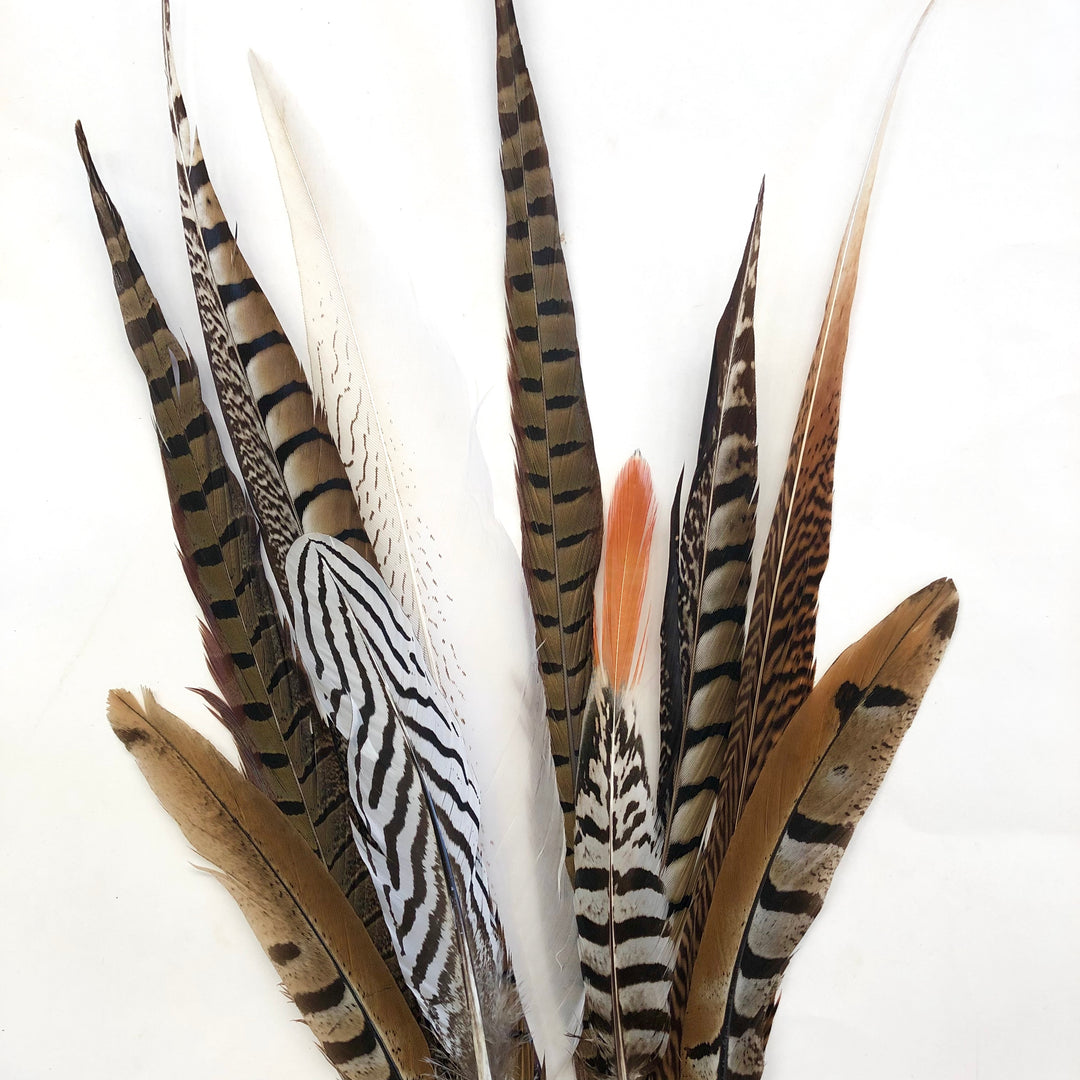 Natural Pheasant – Feather.com.au